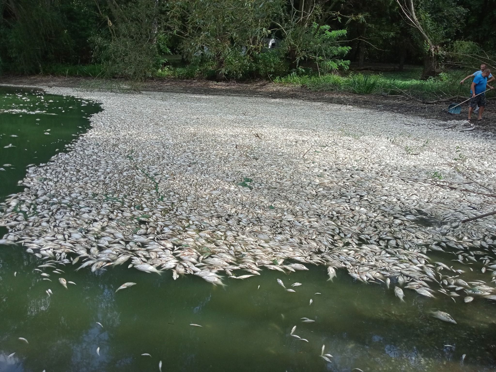 Мор риби на Ладижинському водосховищі - 20 хвилин Вінниця