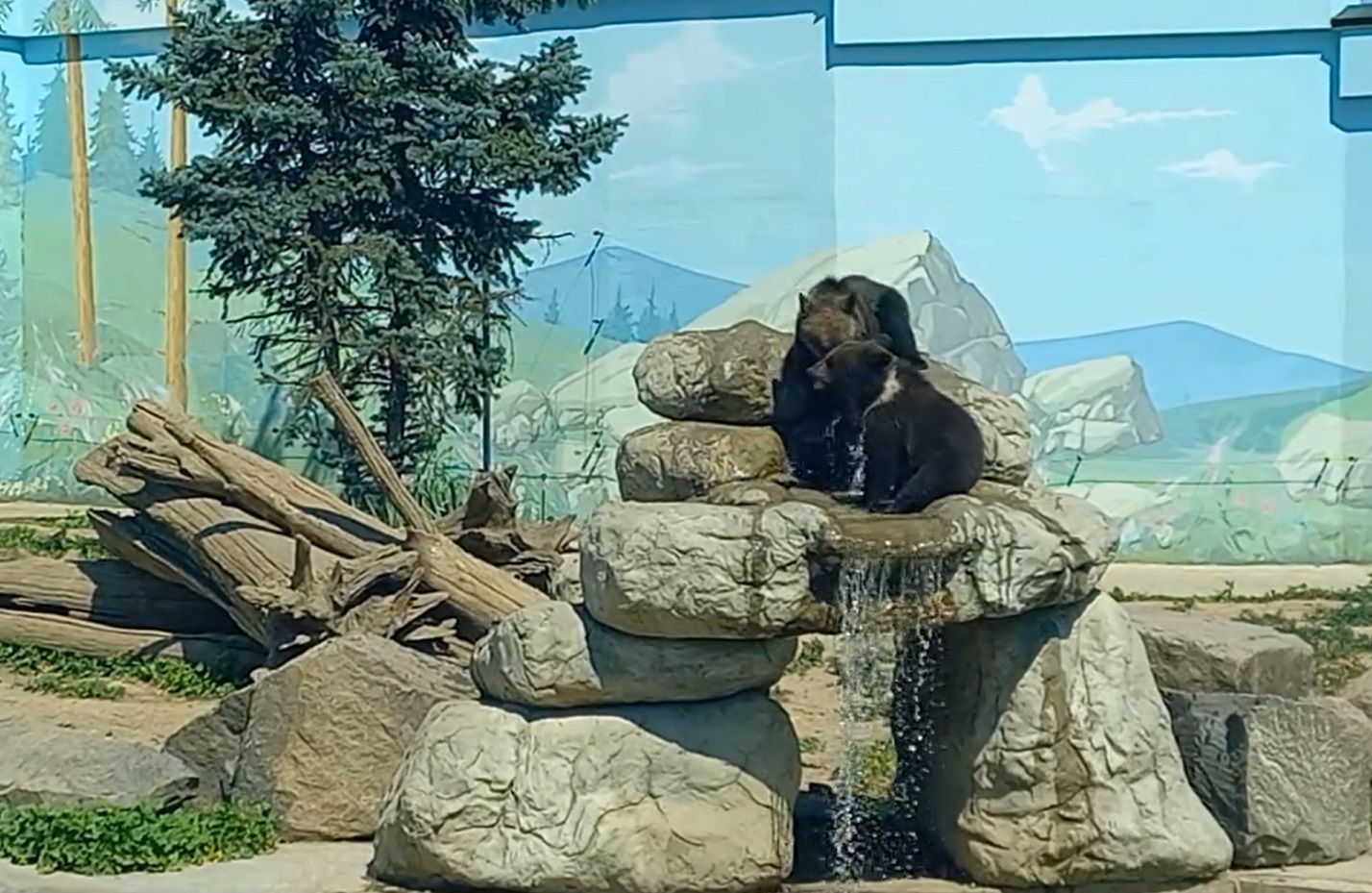 Ведмежата Подільського зоопарку тішать відвідувачів літніми водними ...